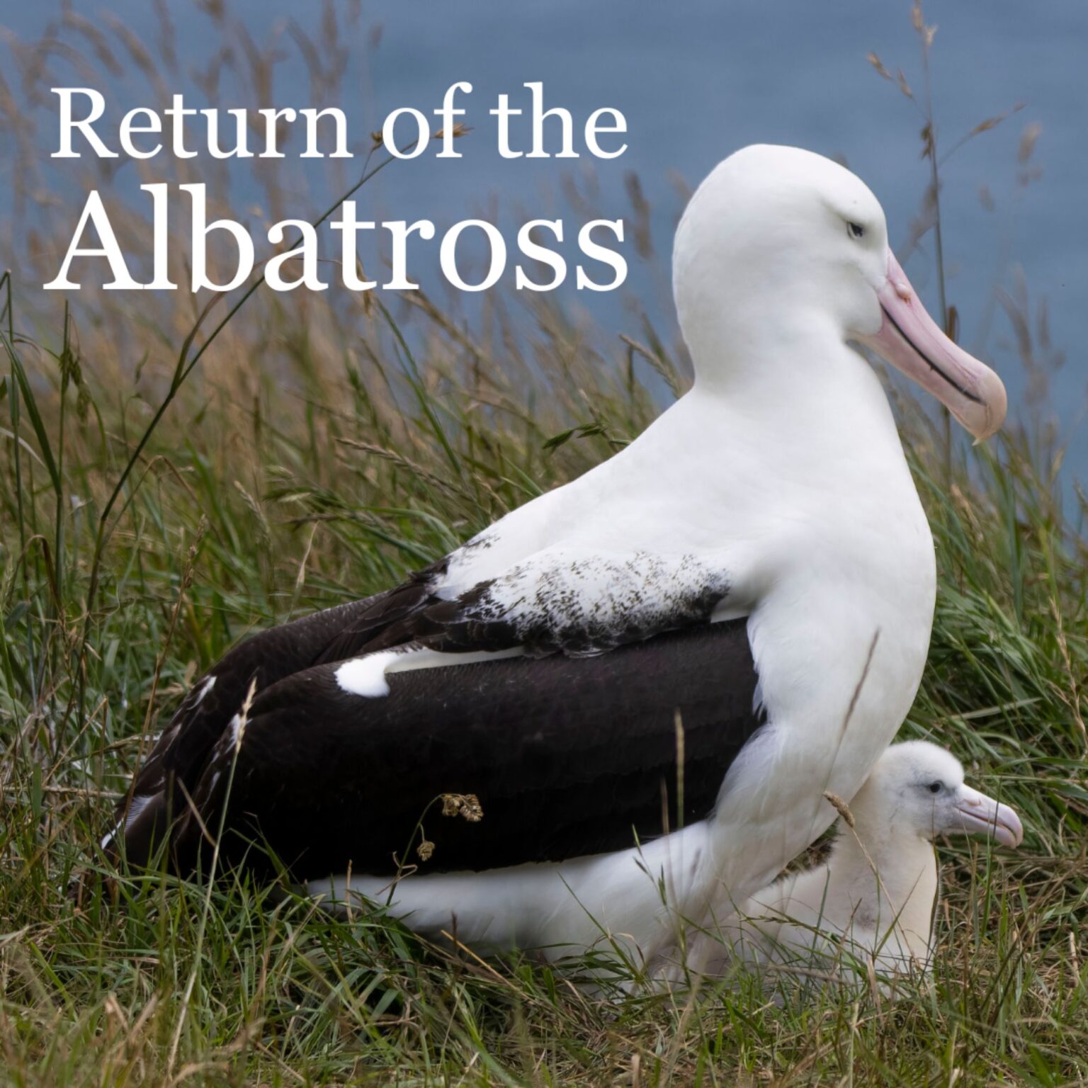 Return of the Albatross - Otago Access Radio
